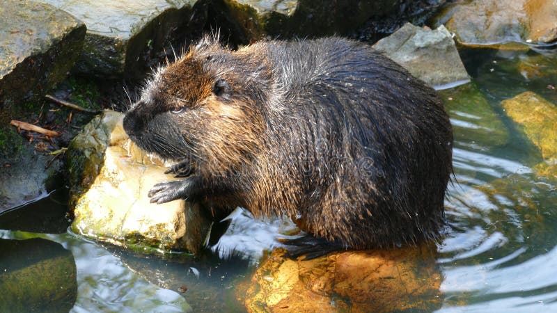 A coypu. stock photo. Image of animal, coypu, portrait - 114858504