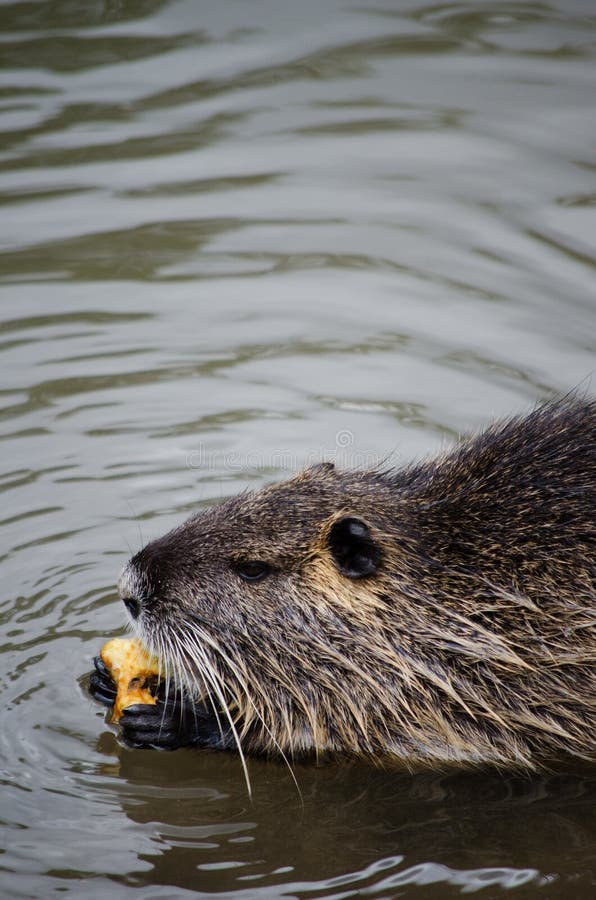 Coypu stock image. Image of funny, water, piece, animal - 72380859