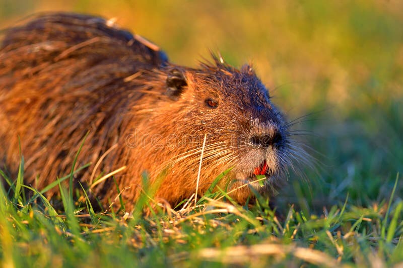 Coypu stock photo. Image of israel, teeth, habitat, yellow - 43576814