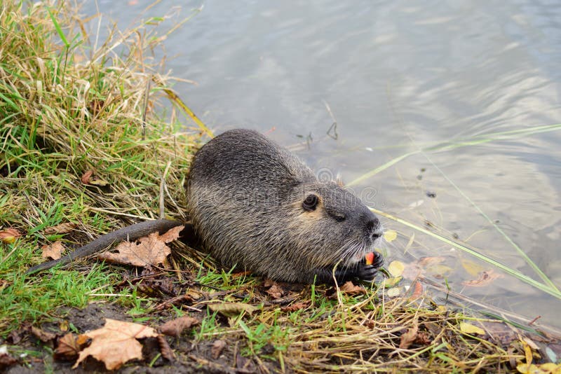 Coypu stock image. Image of rodent, nutria, fall, semiaquatic - 47197655