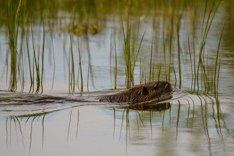 Coypu Floating in the Water Stock Image - Image of hideout, grey: 102423181