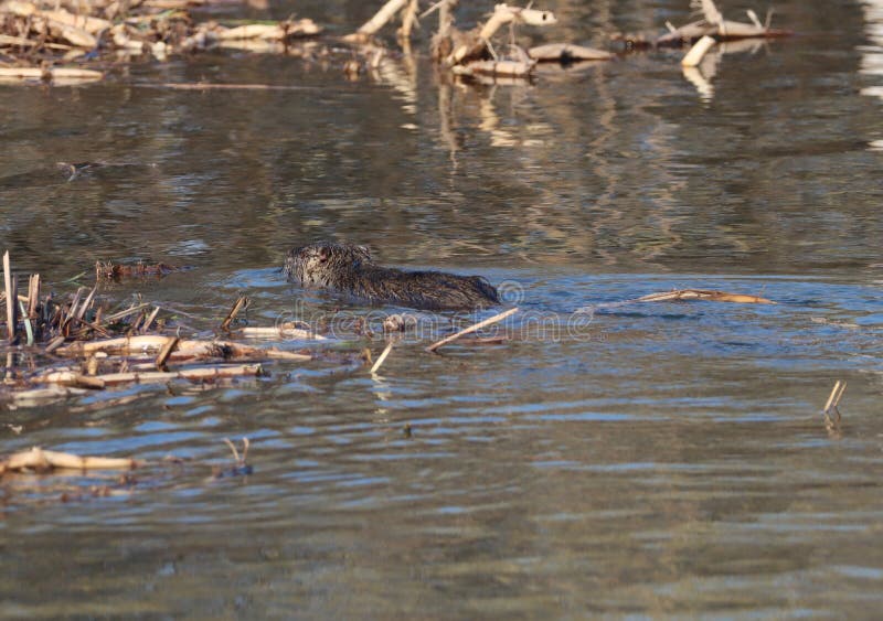 Coypu for Fur Rodent Swimming- Stock Photo - Image of animals, animal ...