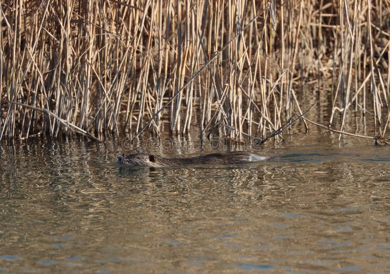 Coypu for Fur Rodent Swimming- Stock Image - Image of swimming, pond ...