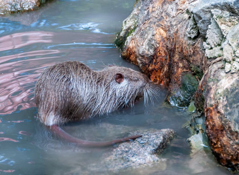 The Coypu (Myocastor Coypus), Also Known As the River Rat or Nutria ...