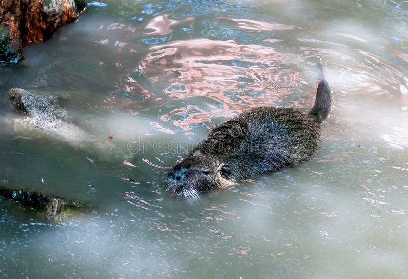 The Coypu (Myocastor Coypus), Also Known As the River Rat or Nutria ...