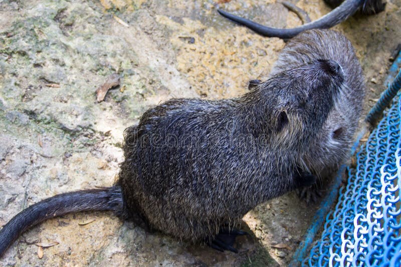 Coypu Myocastor coypus stock photo. Image of natural - 154606490