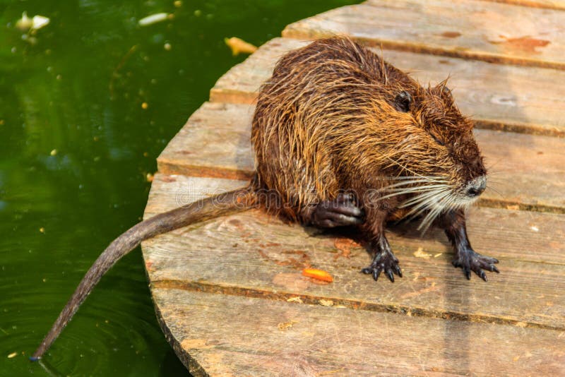 Coypu Myocastor coypus stock image. Image of captive - 194188527