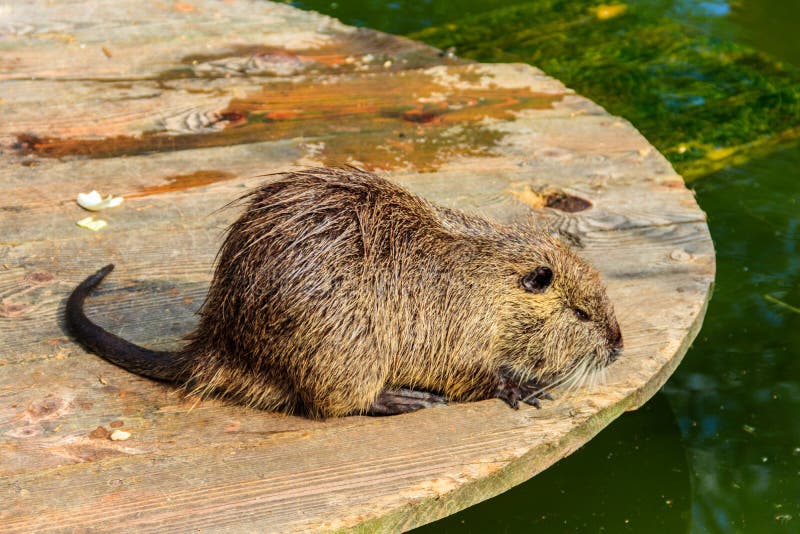 Coypu myocastor coypus foto de archivo. Imagen de bozal - 194188518