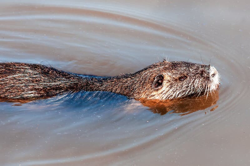 Coypu stock image. Image of nature, rodent, mammal, cleaning - 33297883
