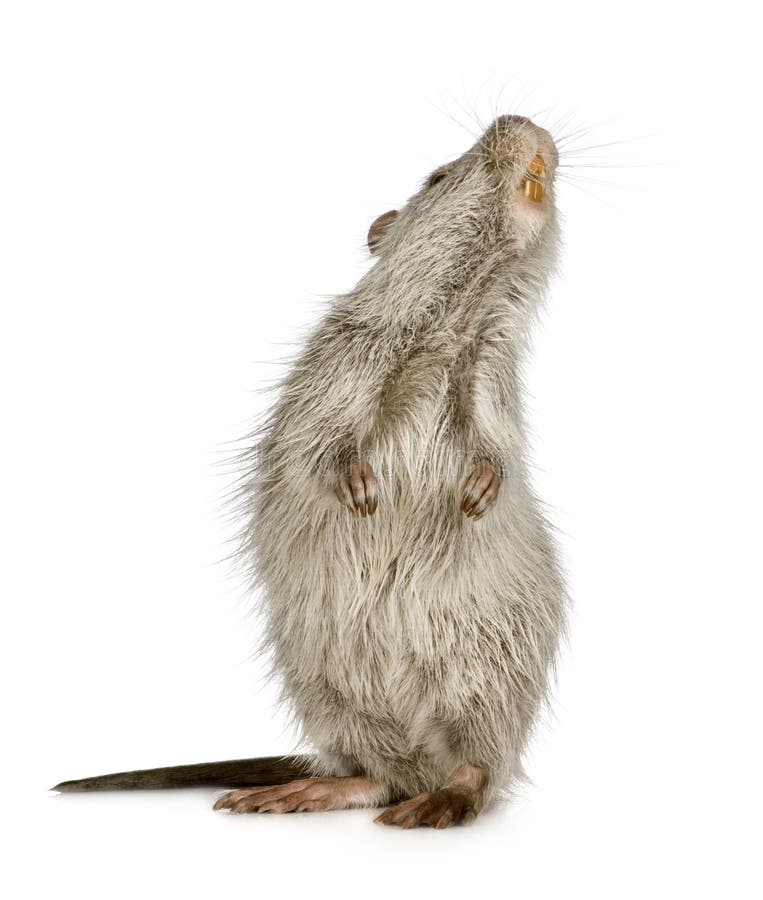 Coypu or Nutria stock photo. Image of bever, white, coypus - 2928176