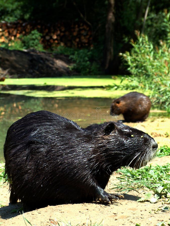 Nutria stock image. Image of mammalia, nature, rats, body - 23117473