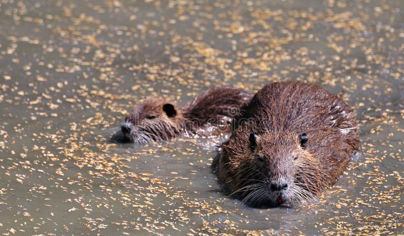 Coypu or Nutria Adult with Its Baby Stock Image - Image of adult ...