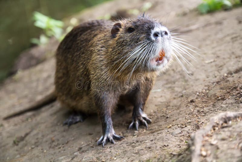 Coypu/Nutria stock image. Image of teeth, natural, outdoors - 64663839