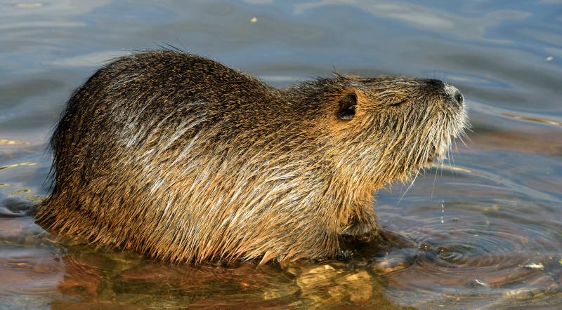 Face of a Coypu or Nutria stock image. Image of brown - 109629591