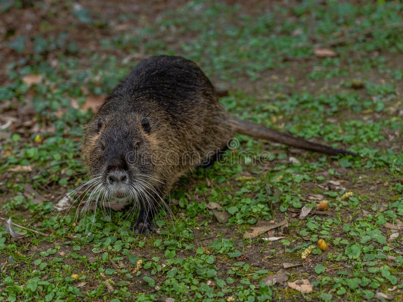 Coypu or Nutria Rodent in the Wild Stock Photo - Image of animal ...