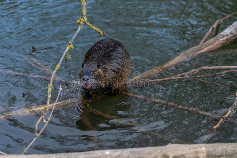Coypu or Nutria Rodent in the Wild Stock Image - Image of cote, spring ...