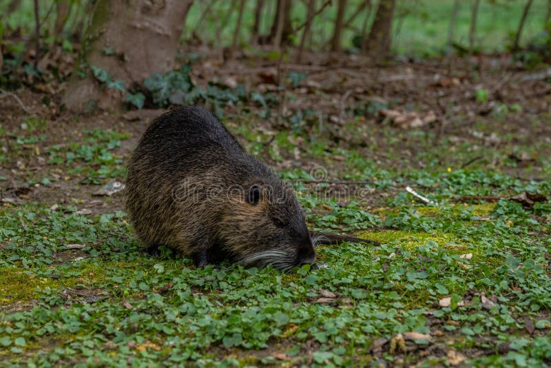 Coypu or Nutria Rodent in the Wild Stock Photo - Image of copy ...