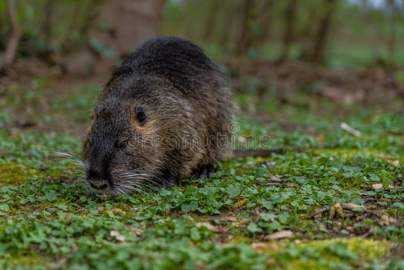 Coypu or Nutria Rodent in the Wild Stock Image - Image of mammal ...