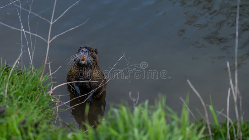 Coypu or Nutria Rodent in the Wild Stock Photo - Image of myocastor ...
