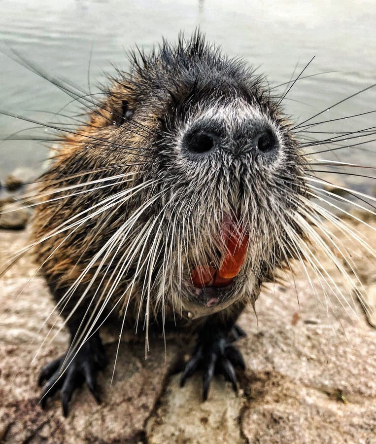 Coypu stock image. Image of aquatic, patagonia, herbivorous - 24793367