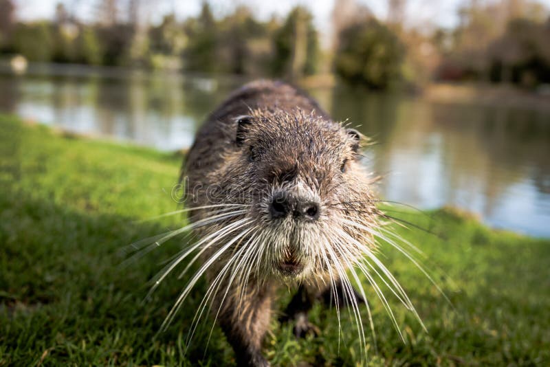 Coypu in a park stock photo. Image of natural, coypu - 89143736
