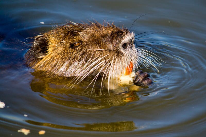 Coypus Del Myocastor, Nutria Foto de archivo - Imagen de raza ...
