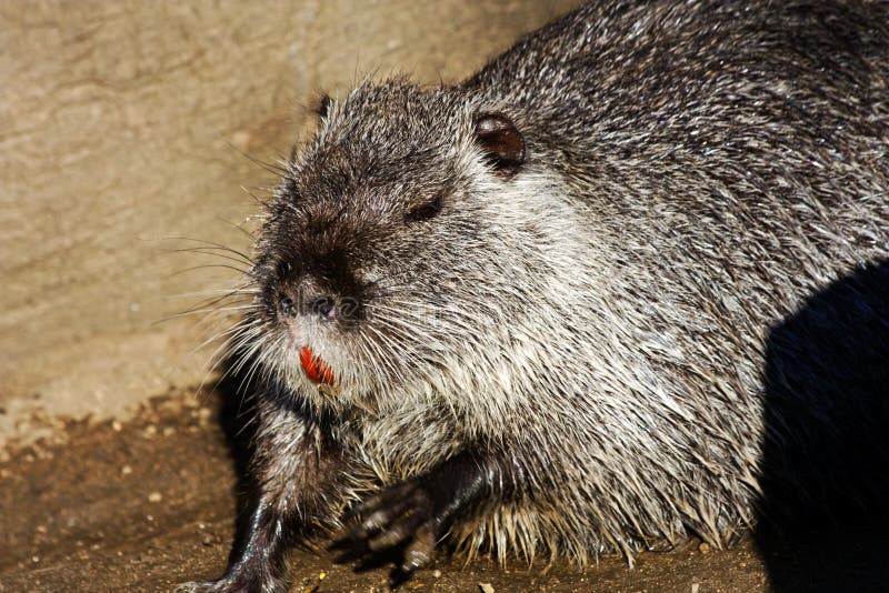Nariz del castor foto de archivo. Imagen de barba, diente - 101587204