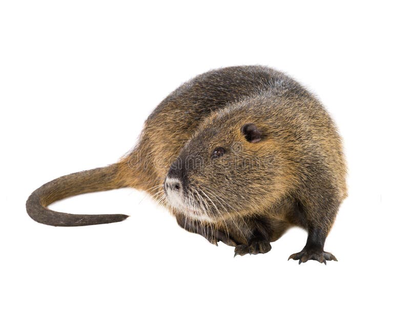 Coypus Do Myocastor Do Coypu Imagem de Stock - Imagem de animal, nave ...