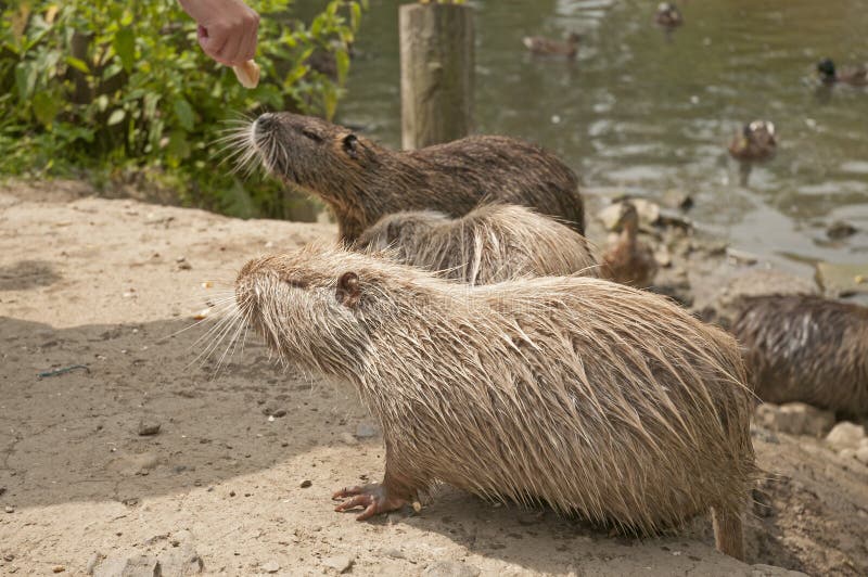 Coypus stock image. Image of nutria, zoology, coypus - 44496291