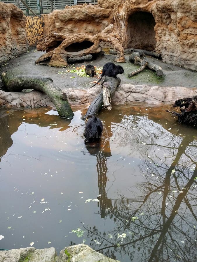 Coypus stock image. Image of budapest, called, cave, pond - 67948123