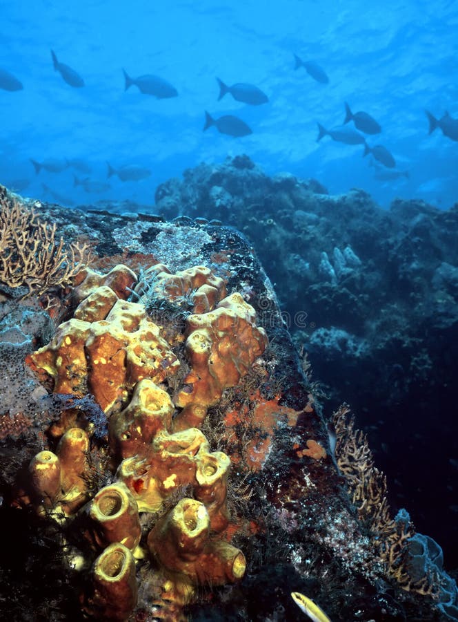 Cozumel Reef stock image. Image of refuge, adventure, scenic - 6127935