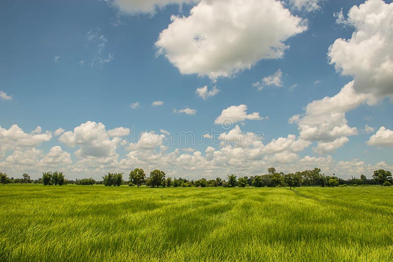 The Cozy Atmosphere in Paddy Rice Fields. among the Clouds on a ...