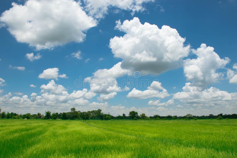 The Cozy Atmosphere in the Rice Fields. among the Clouds on a Beautiful ...