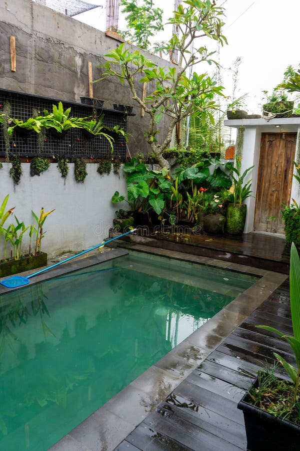 Cozy Backyard Pool with Tropical Plants and Wooden Deck in Modern ...