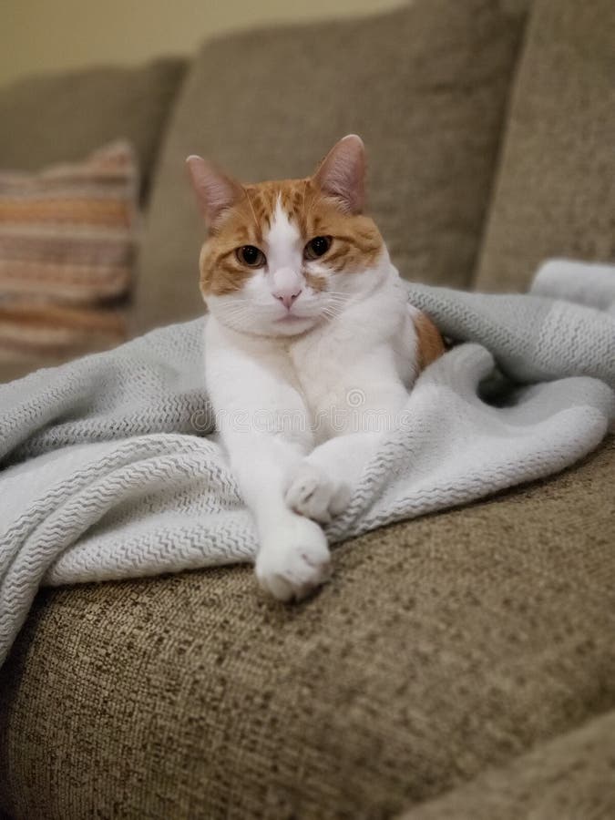 Cozy couch cat stock image. Image of cozy, sofa, feline - 34677909