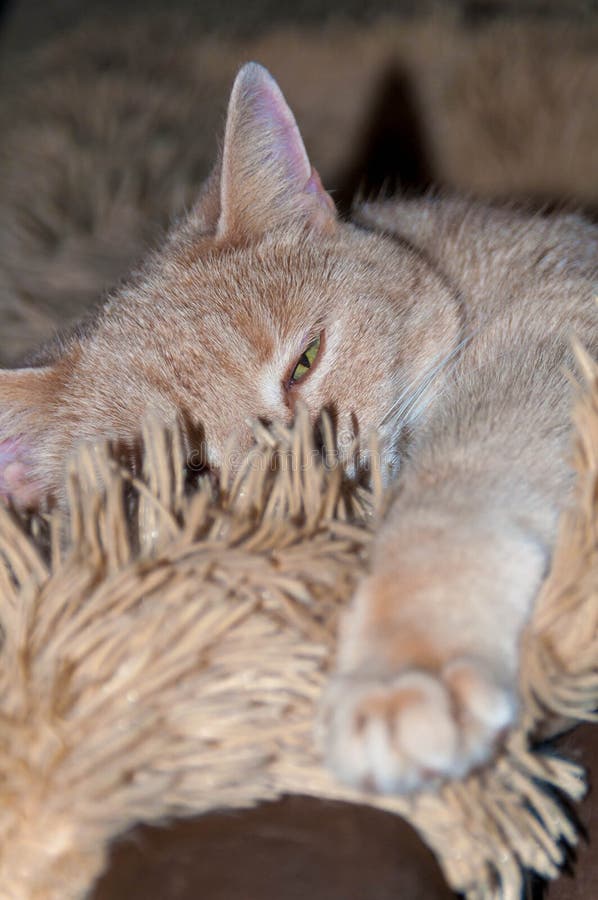 Cozy Cat stock image. Image of stretching, cozy, time - 52252973