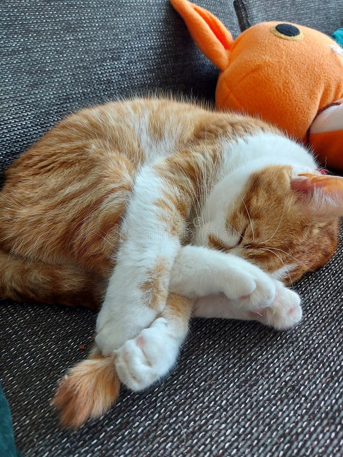 Cozy Cat Nap stock image. Image of mammal, animal, crushed - 346365397