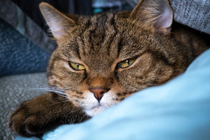 Cozy cat portrait . stock image. Image of sleepy, serene - 292623845