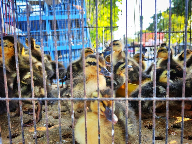 A Cozy Gathering of Chicks Huddles Together Inside a Cage, Their Soft ...