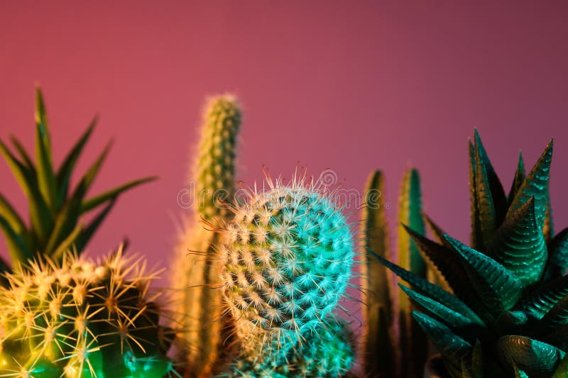 Cozy Hobby Growing House or Indoor Plants - Cactus Stock Image - Image ...