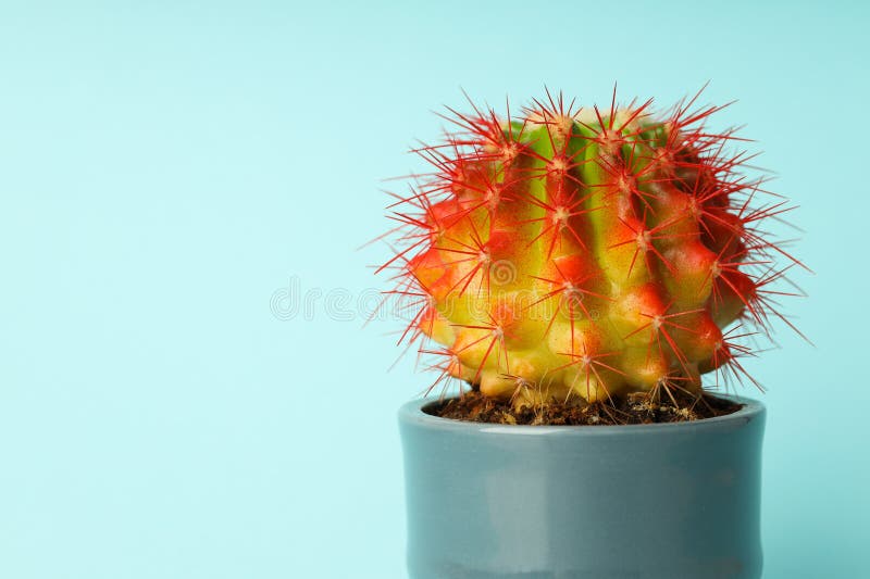Cozy Hobby Growing House or Indoor Plants - Cactus Stock Photo - Image ...
