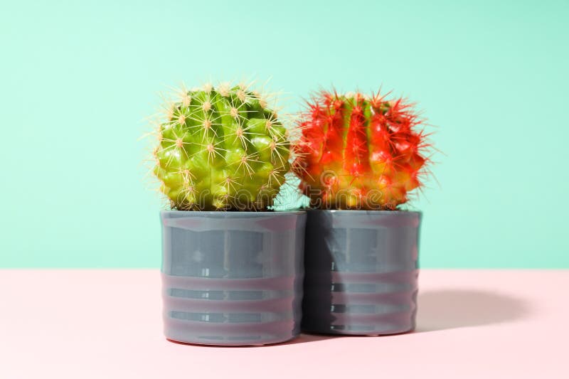 Cozy Hobby Growing House or Indoor Plants - Cactus Stock Photo - Image ...