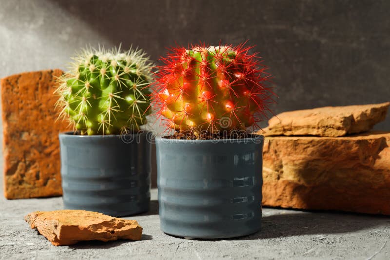 Cozy Hobby Growing House or Indoor Plants - Cactus Stock Photo - Image ...