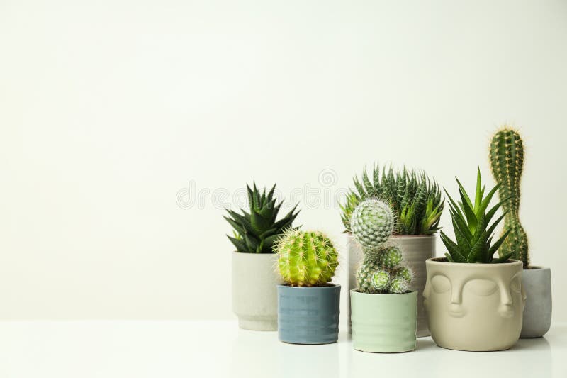 Cozy Hobby Growing House or Indoor Plants - Cactus Stock Photo - Image ...