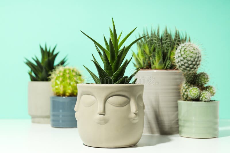 Cozy Hobby Growing House or Indoor Plants - Cactus Stock Image - Image ...