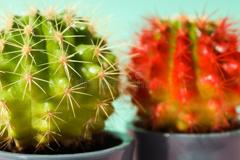 Cozy Hobby Growing House or Indoor Plants - Cactus Stock Photo - Image ...