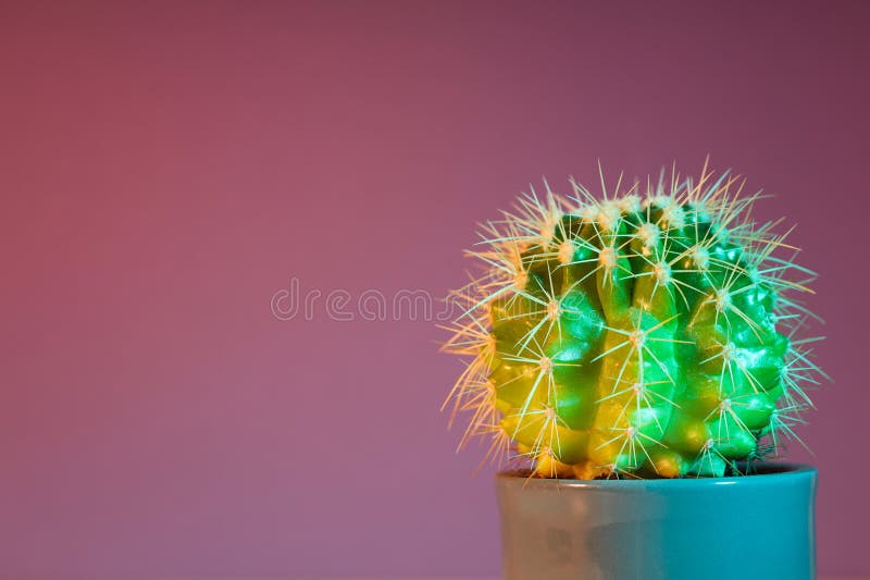 Cozy Hobby Growing House or Indoor Plants - Cactus Stock Photo - Image ...