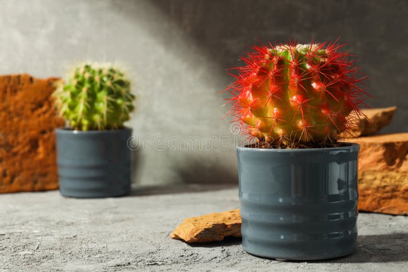 Cozy Hobby Growing House or Indoor Plants - Cactus Stock Image - Image ...