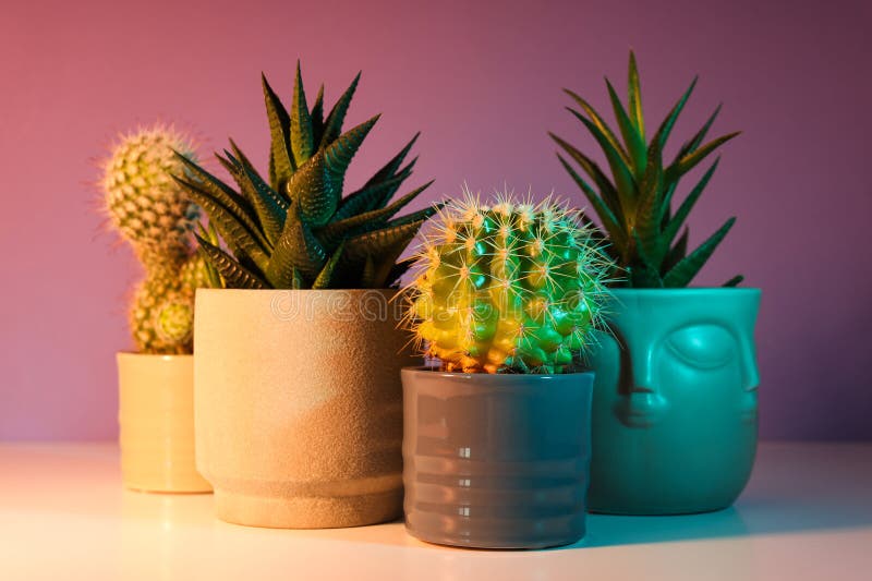 Cozy Hobby Growing House or Indoor Plants - Cactus Stock Image - Image ...