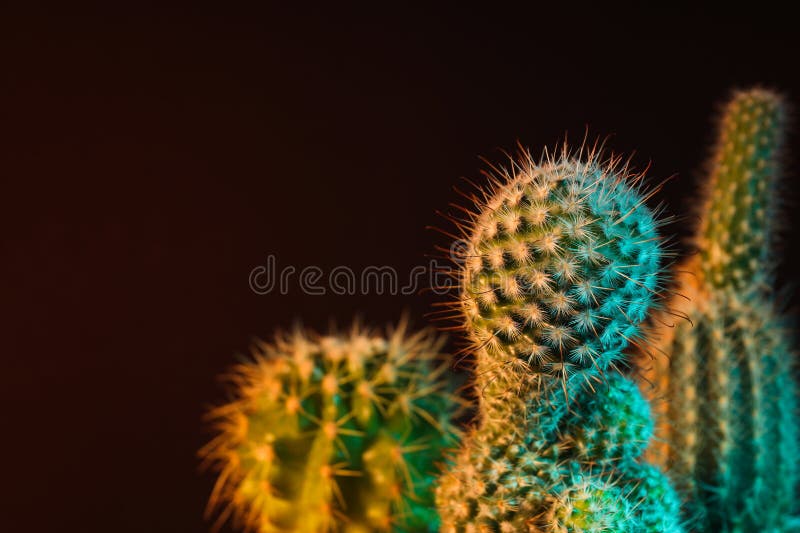 Cozy Hobby Growing House or Indoor Plants - Cactus Stock Photo - Image ...